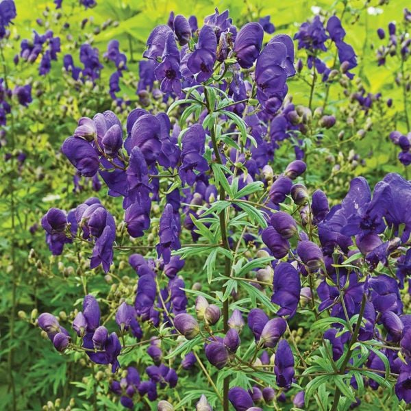 Aconitum 'Spark's Variety' | White Flower Farm