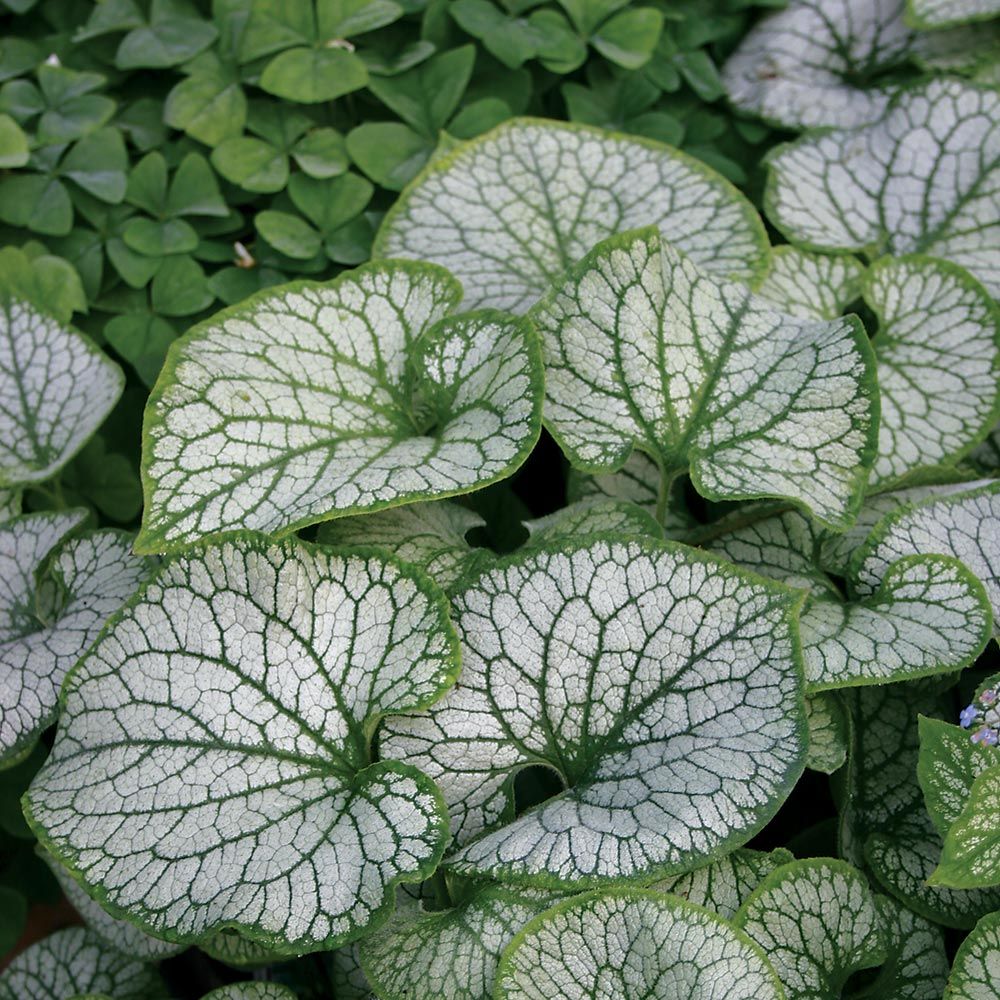 Brunnera macrophylla 'Jack Frost' | White Flower Farm