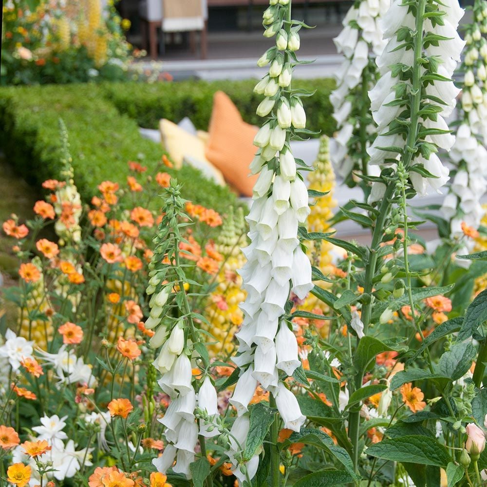 Digitalis purpurea 'Alba' | White Flower Farm