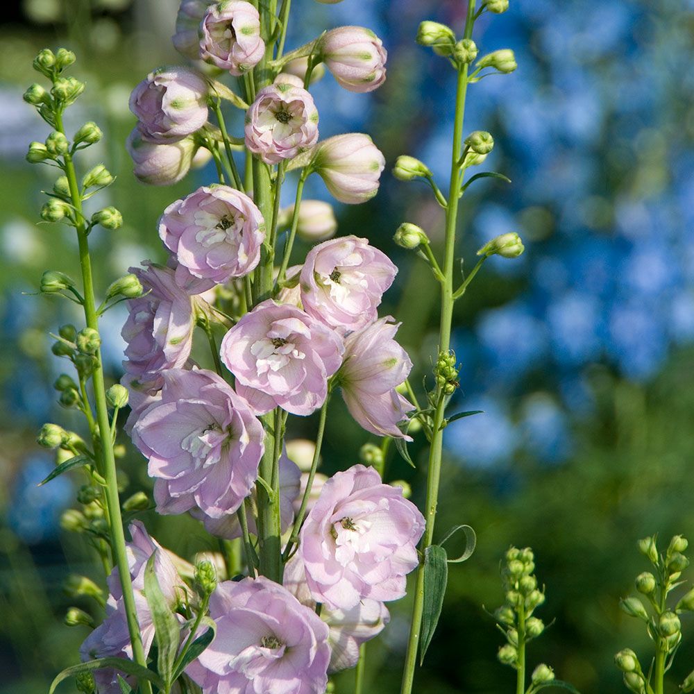 Delphinium Magic Fountains Strain | White Flower Farm