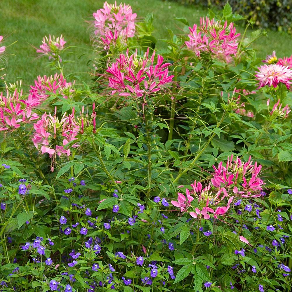 Cleome Hassleriana Rose Queen
