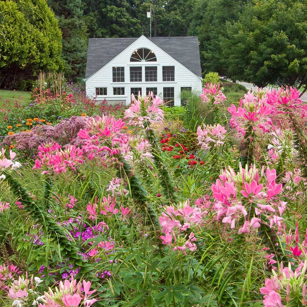 Cleome hassleriana 'Rose Queen' | White Flower Farm