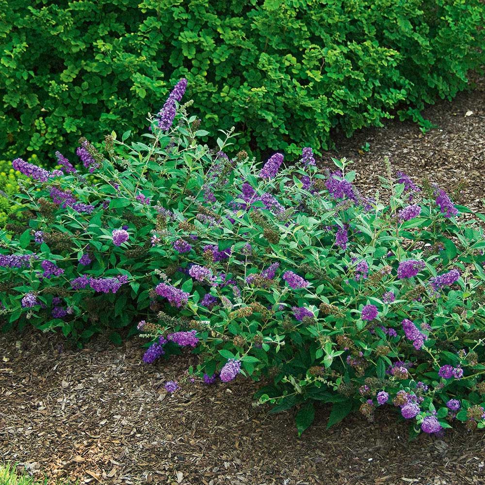 Buddleia Lo & Behold® 'Blue Chip Jr.' | White Flower Farm