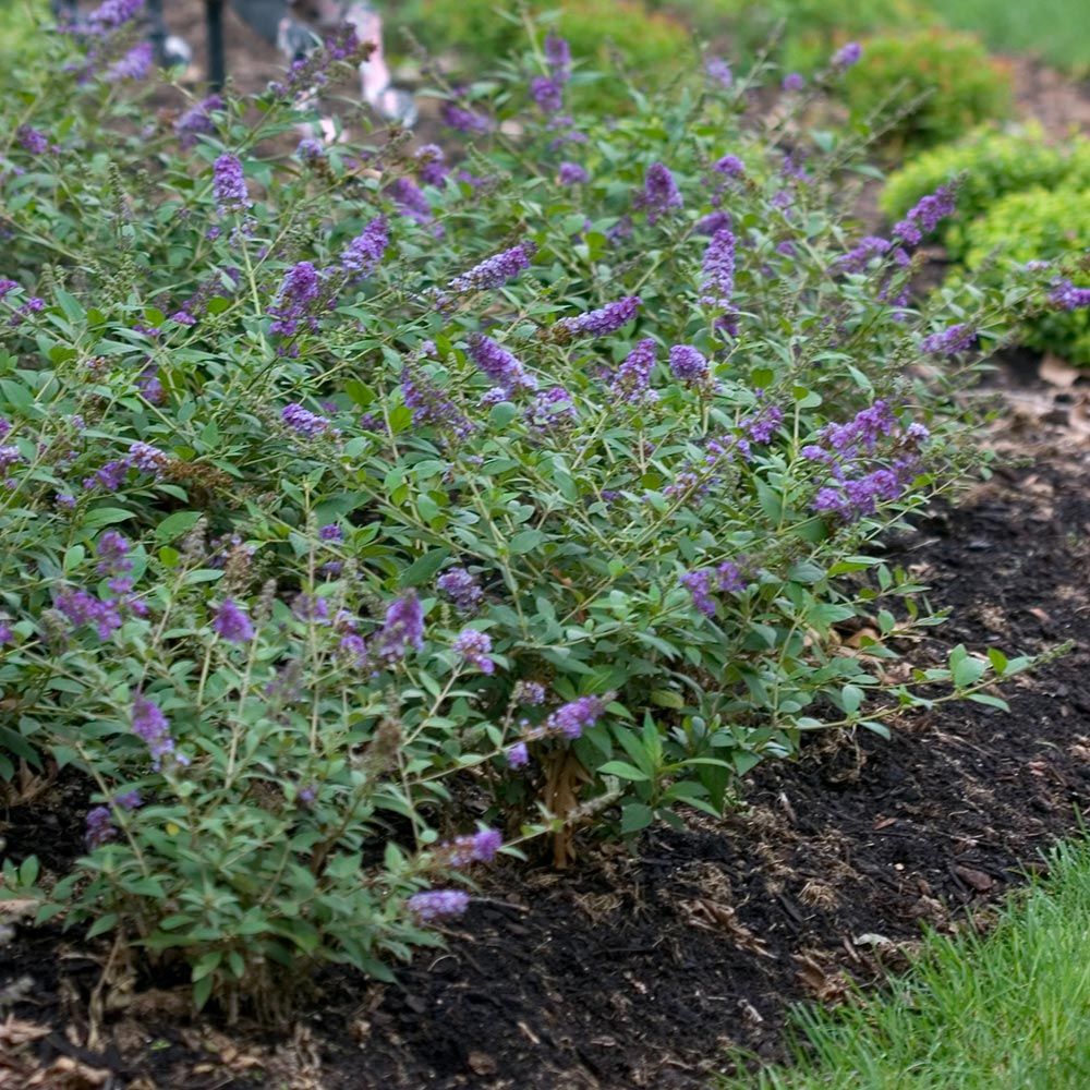 Buddleia Lo & Behold® 'Blue Chip Jr.' | White Flower Farm