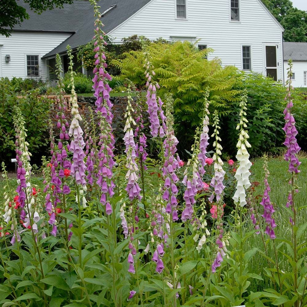 Digitalis purpurea Excelsior Hybrids | White Flower Farm