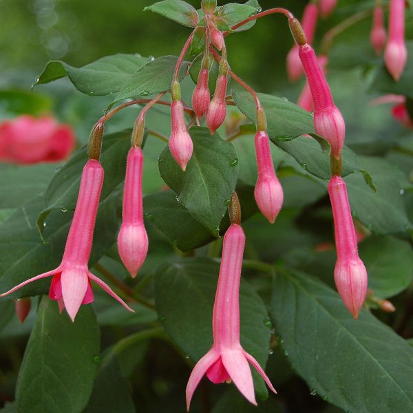 Fuchsia 'Billy Green' | White Flower Farm