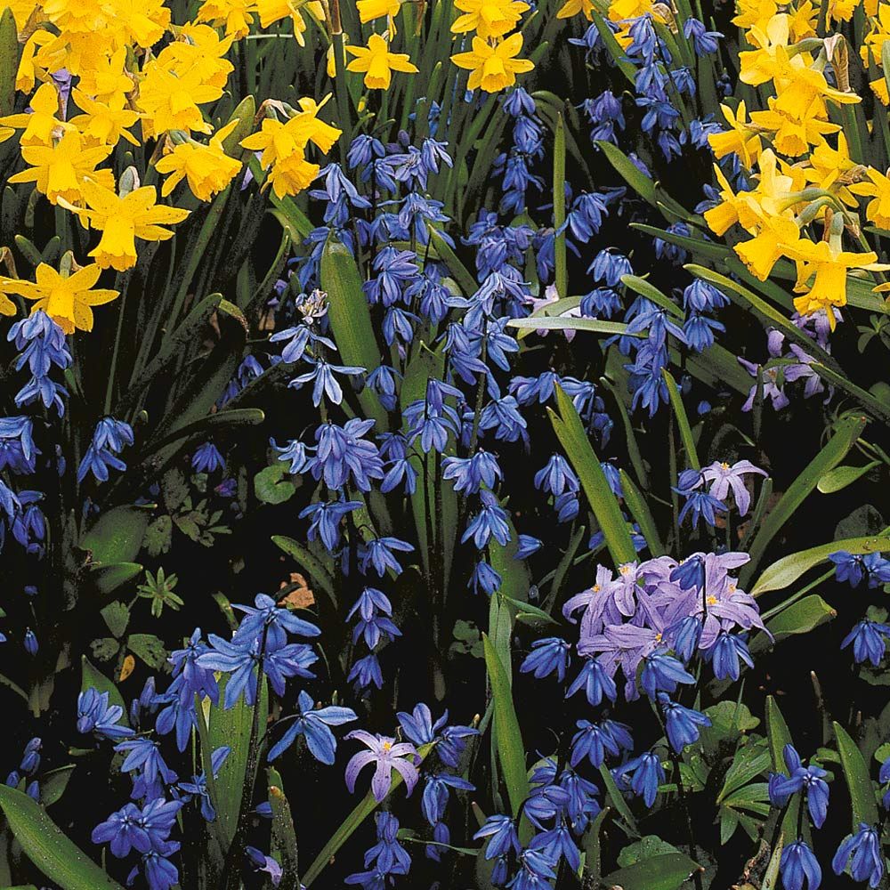 Scilla siberica 'Spring Beauty' | White Flower Farm