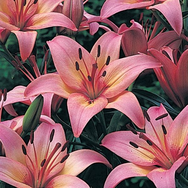Extended-Season Lily Mix | White Flower Farm