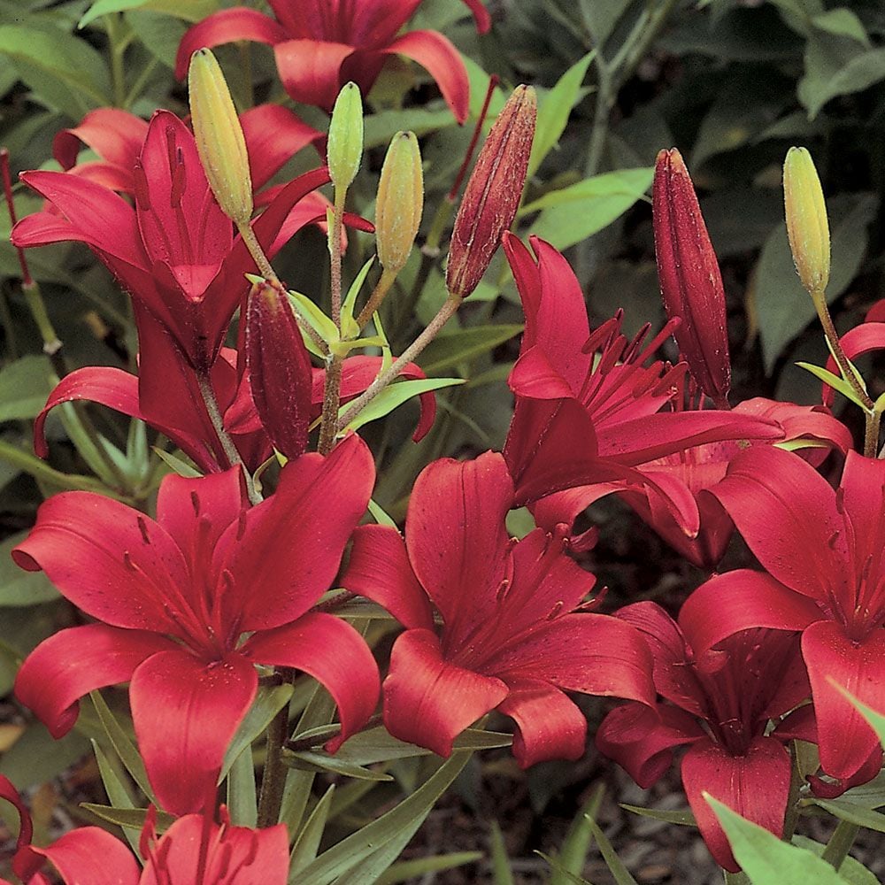Lilium True Colors Mix for Naturalizing | White Flower Farm