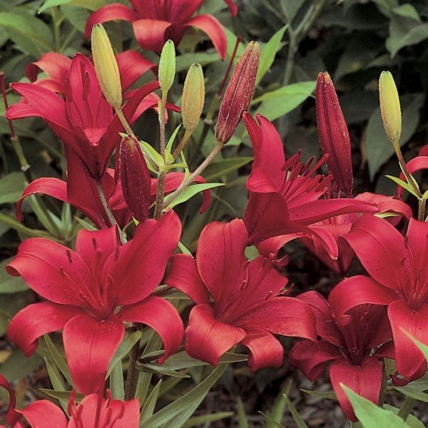 Lilium True Colors Mix for Naturalizing | White Flower Farm