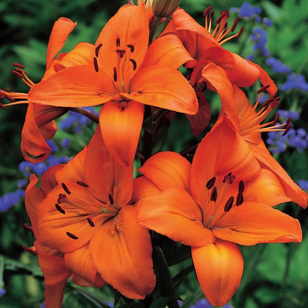 Lilium True Colors Mix for Naturalizing | White Flower Farm