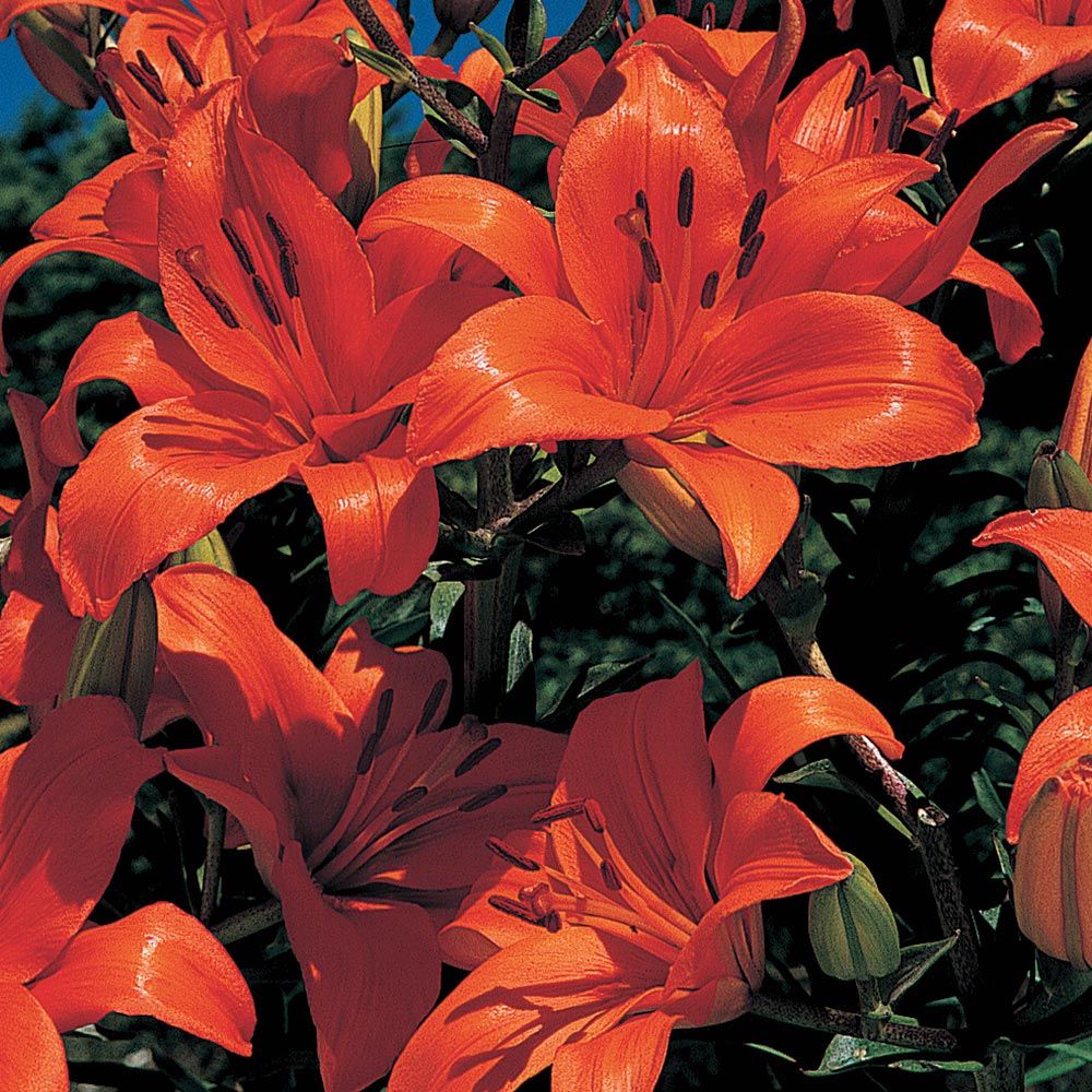 Lilium True Colors Mix for Naturalizing | White Flower Farm