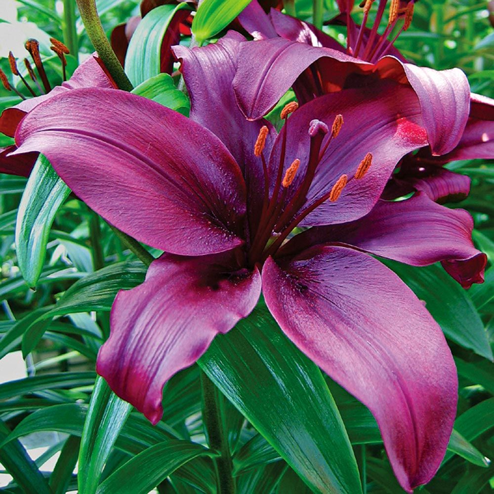 Lilium True Colors Mix for Naturalizing | White Flower Farm