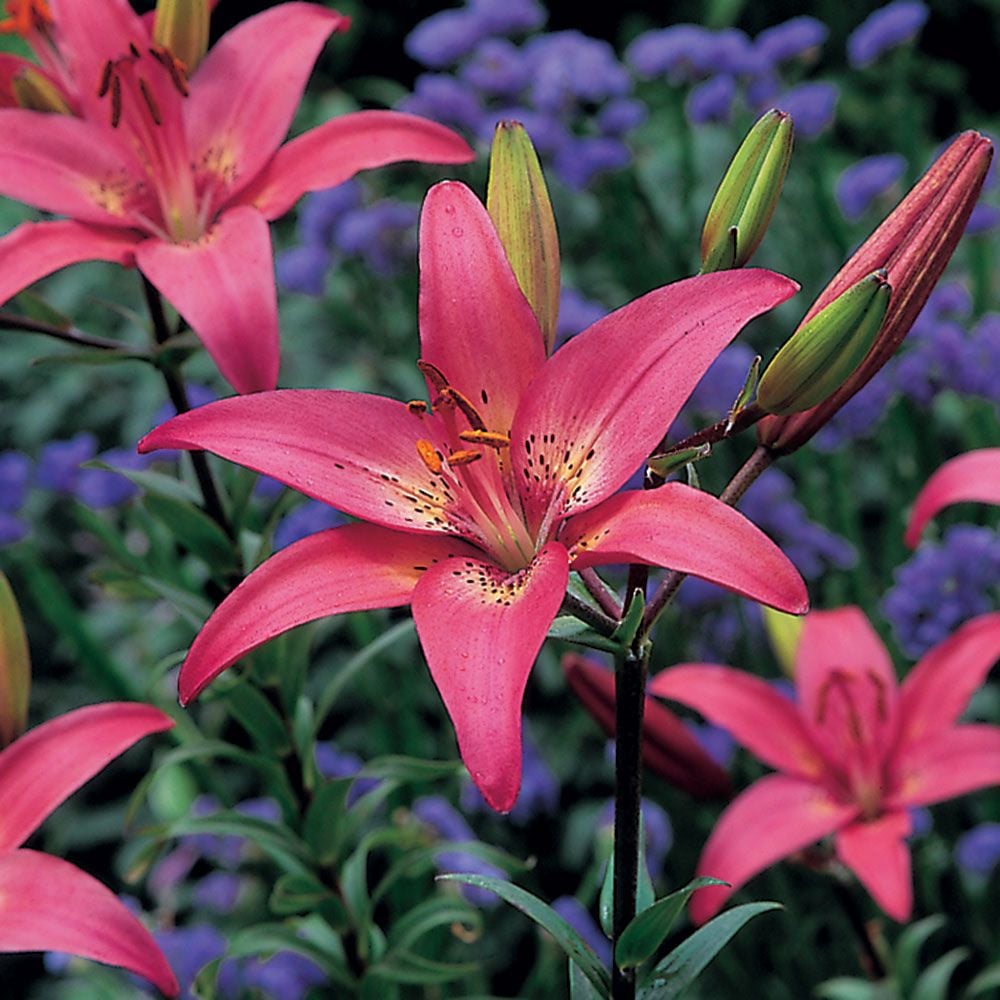 Lilium True Colors Mix for Naturalizing | White Flower Farm