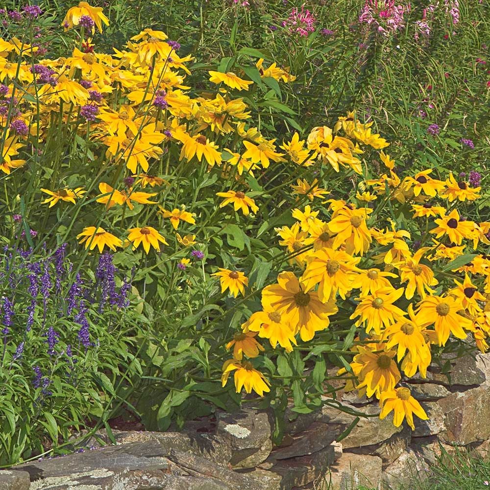 Rudbeckia hirta 'Prairie Sun' | White Flower Farm