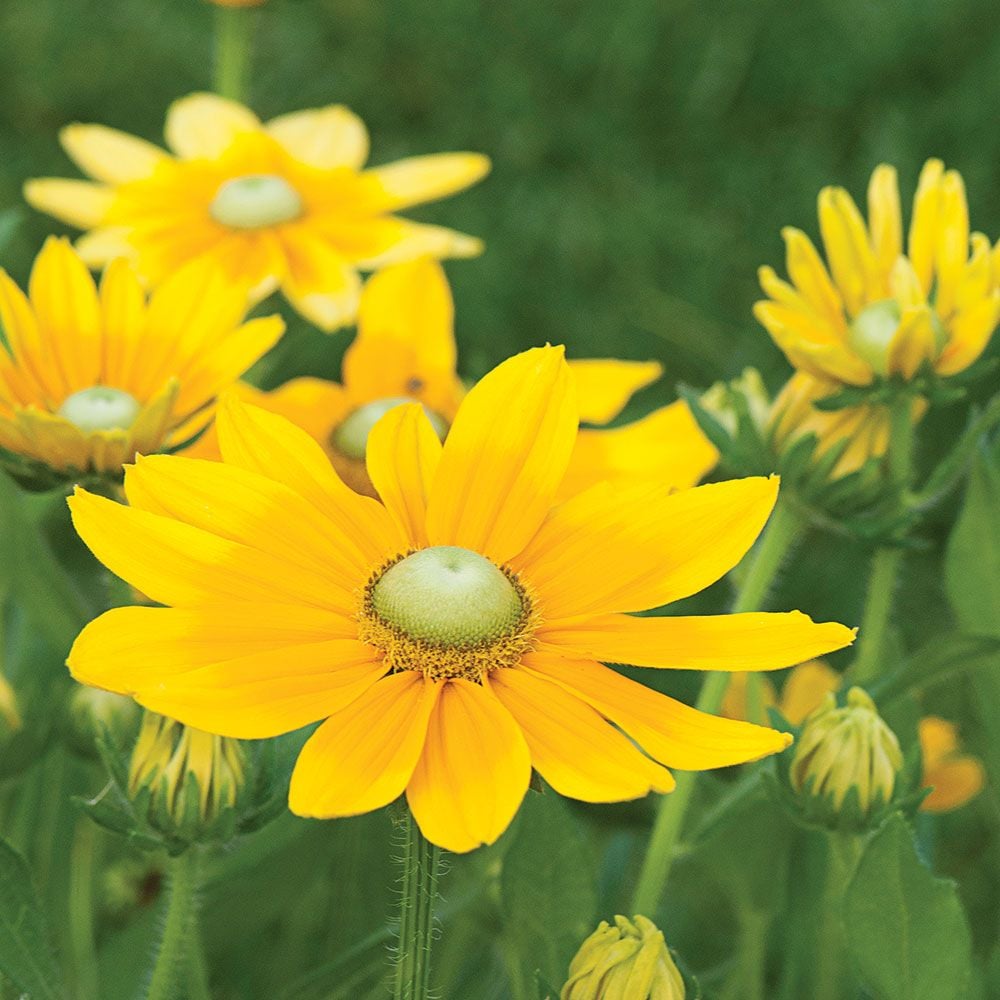 Rudbeckia hirta 'Prairie Sun' | White Flower Farm