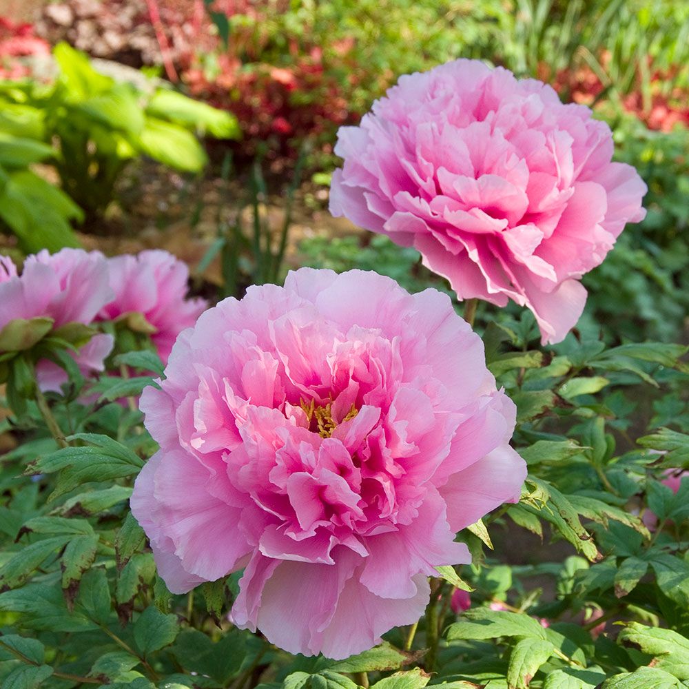 Paeonia suffruticosa 'Seidai' - Tree Peony | White Flower Farm