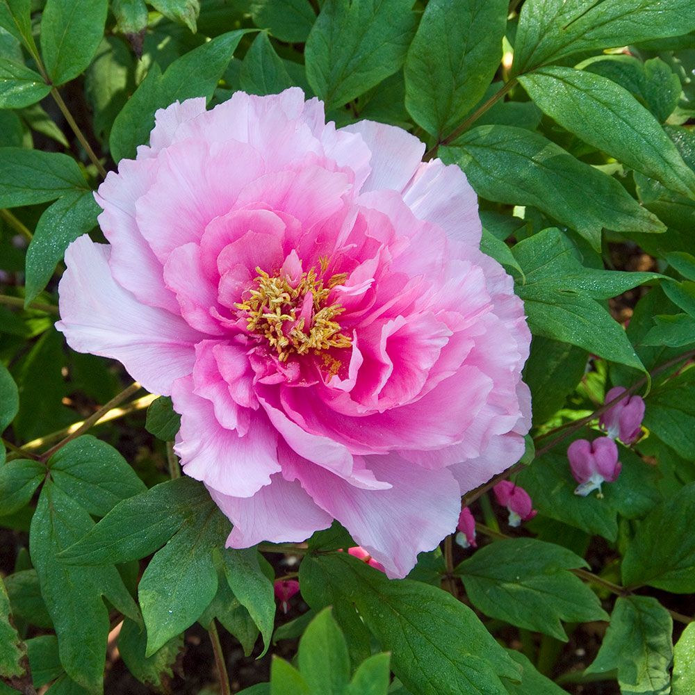 Paeonia suffruticosa 'Seidai' - Tree Peony | White Flower Farm