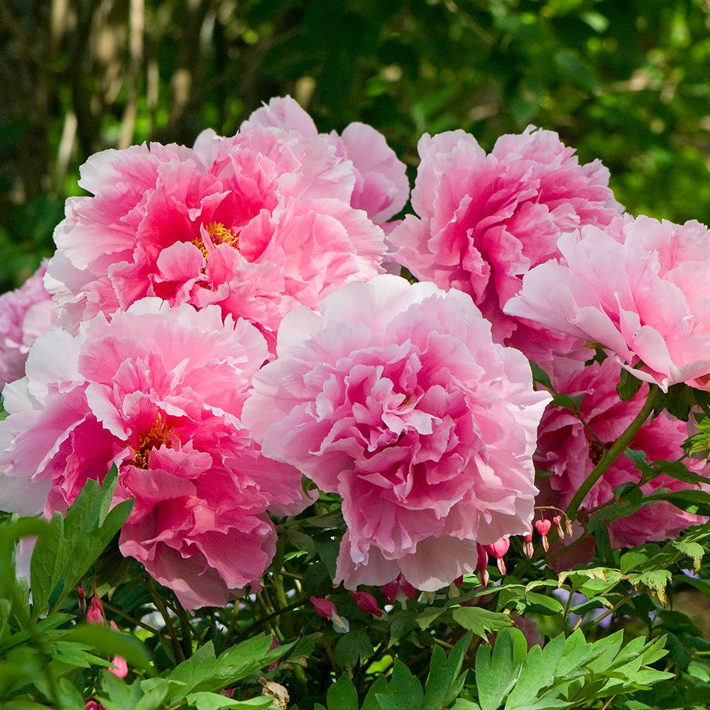 Paeonia suffruticosa 'Seidai' - Tree Peony | White Flower Farm