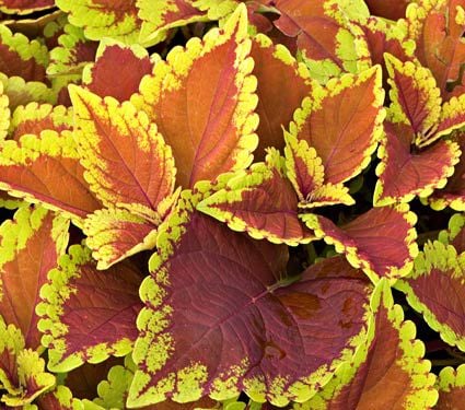 Coleus Trusty Rusty | White Flower Farm