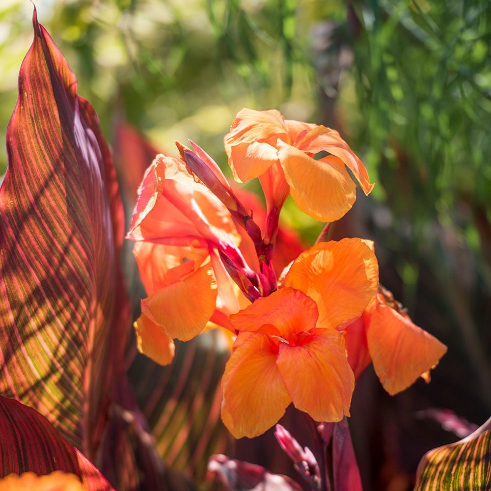 Canna Tropicanna® | White Flower Farm