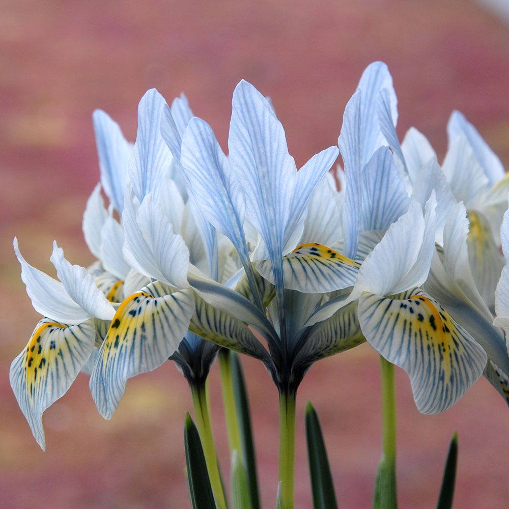 iris reticulata eyecatcher