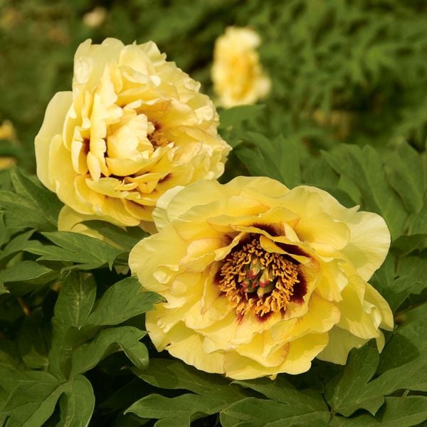Paeonia suffruticosa 'High Noon' - Tree Peony | White Flower Farm