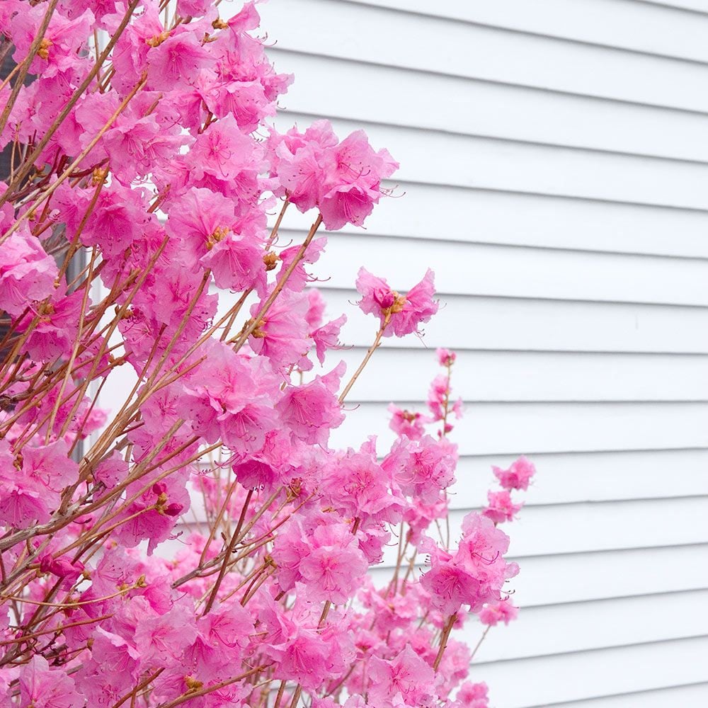 Rhododendron mucronulatum 'Cornell Pink' | White Flower Farm