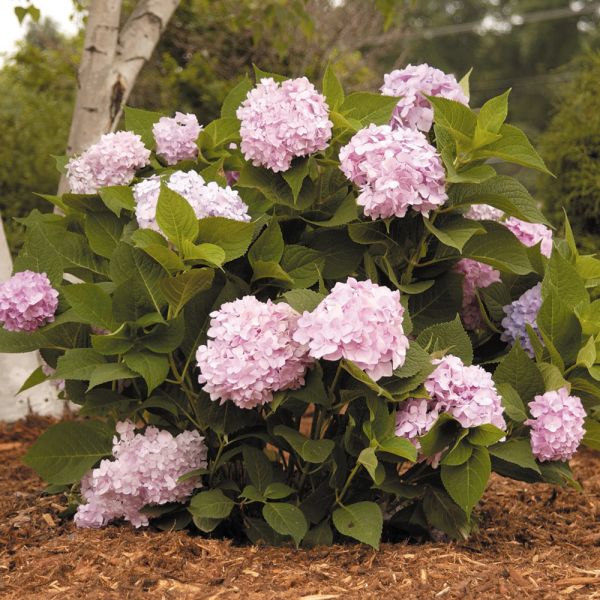 Hydrangea macrophylla Endless Summer® | White Flower Farm