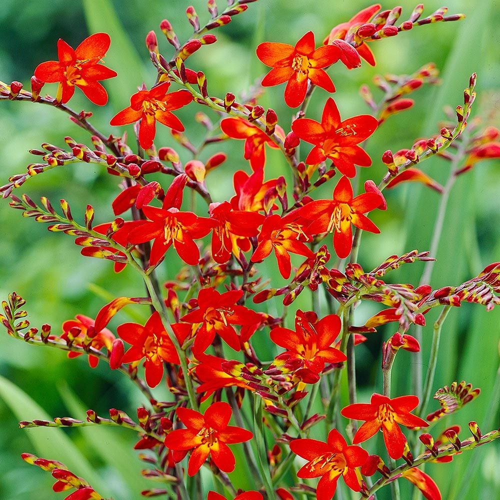 Crocosmia 'Emberglow' | White Flower Farm