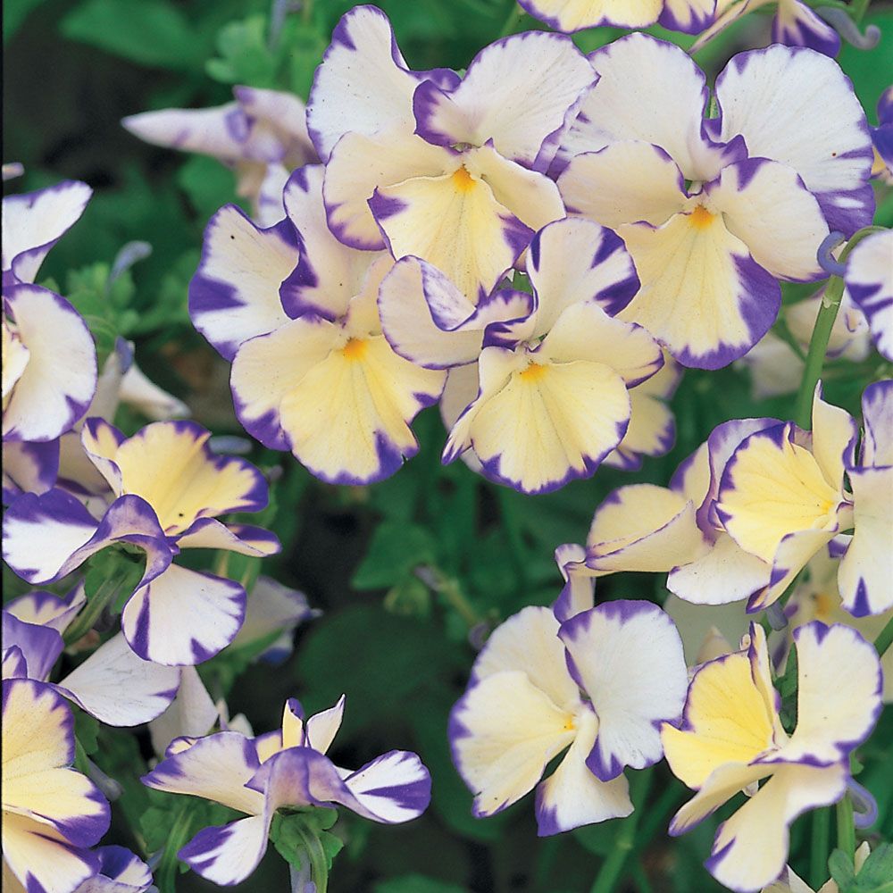 Viola 'Rebecca' | White Flower Farm