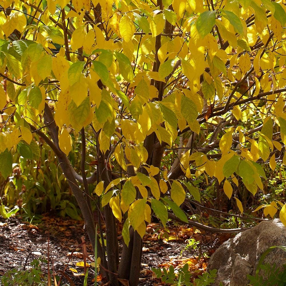 Lindera benzoin | White Flower Farm