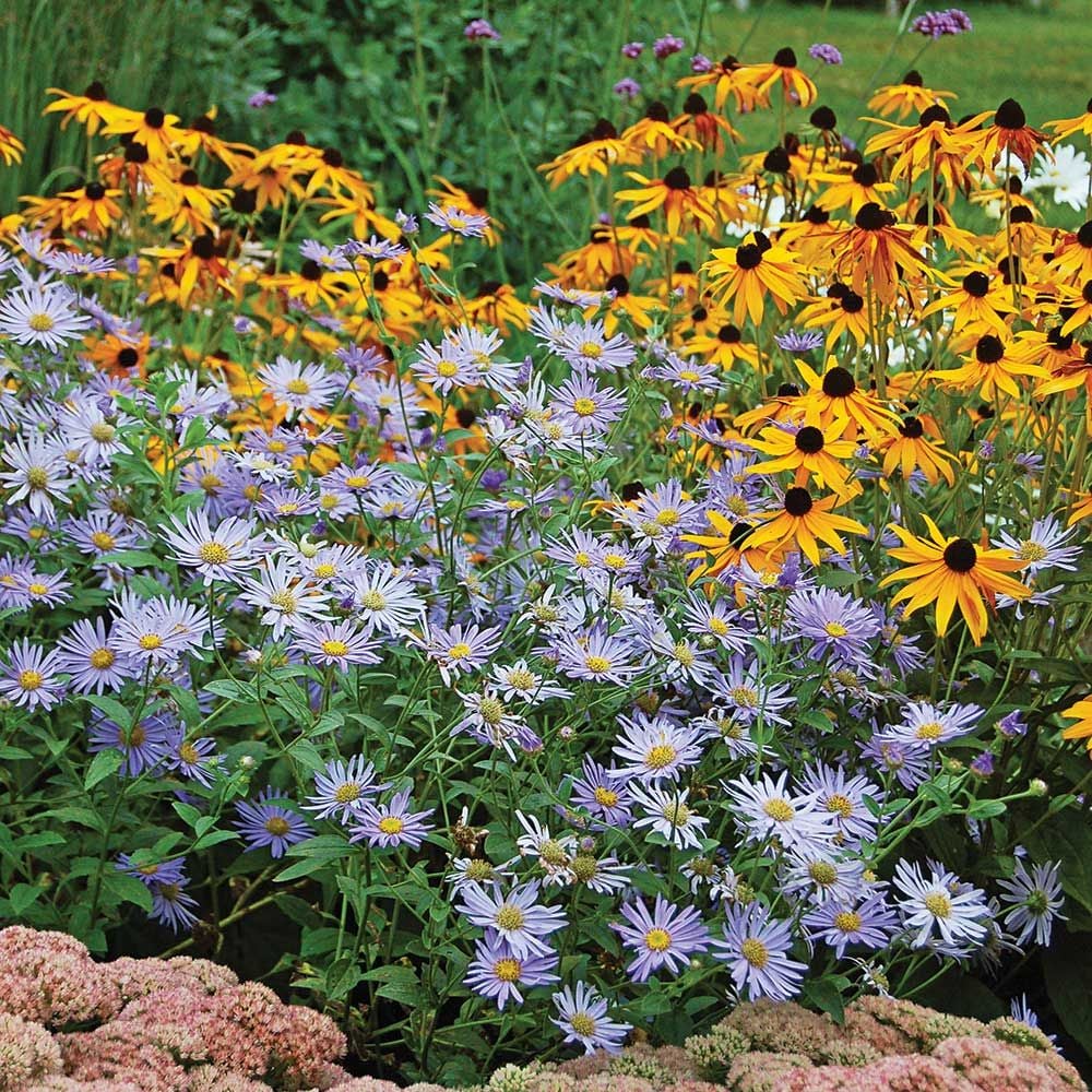 Aster x frikartii 'Mönch' | White Flower Farm