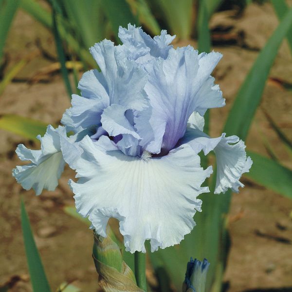 Summer Twilight Bearded Iris Collection - 6 plants | White Flower Farm