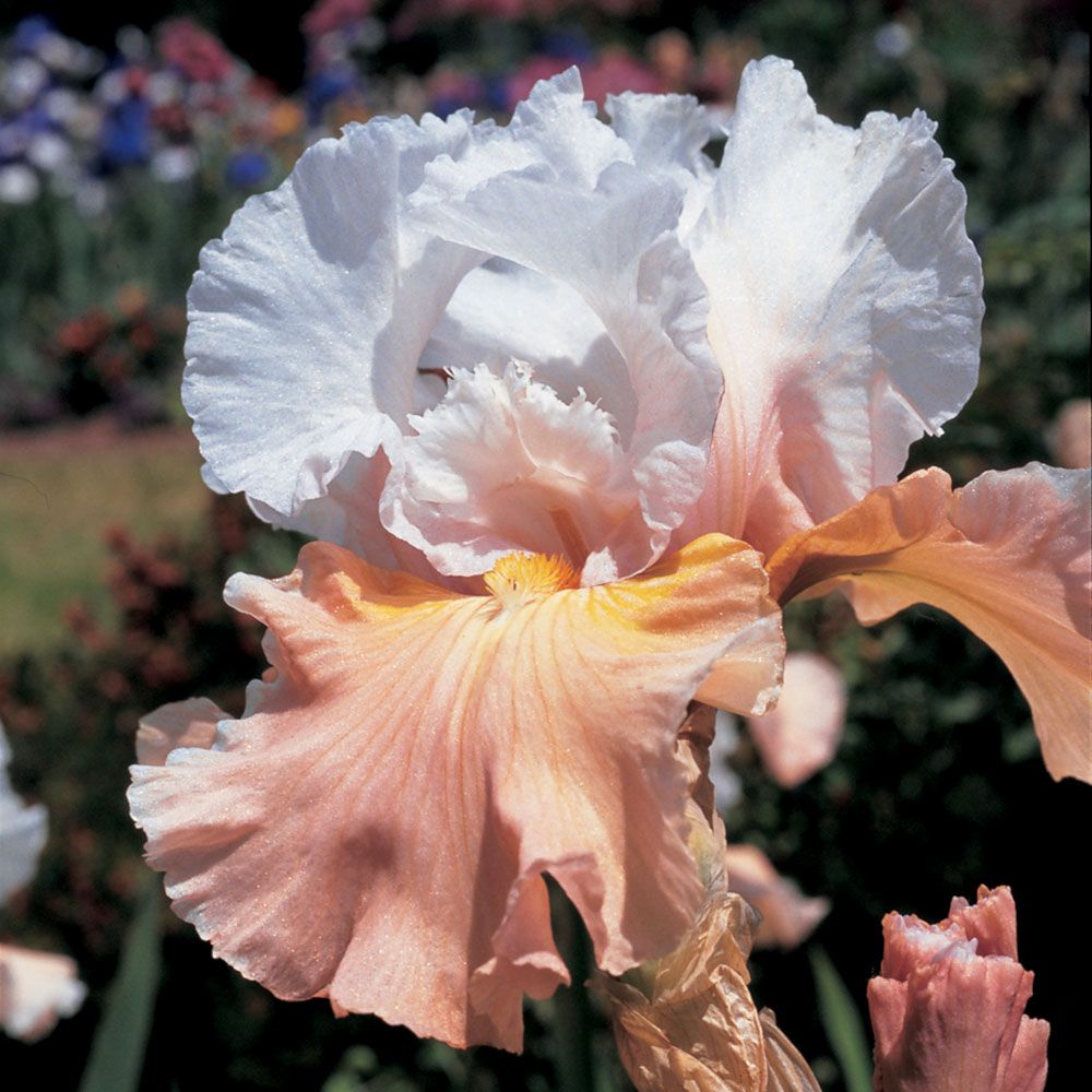 Reblooming Iris Collection | White Flower Farm
