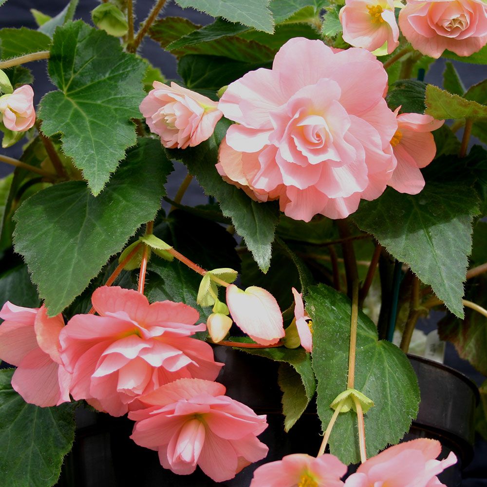 Begonia 'Lou Anne' Blackmore & Langdon Trailing Variety | White Flower Farm