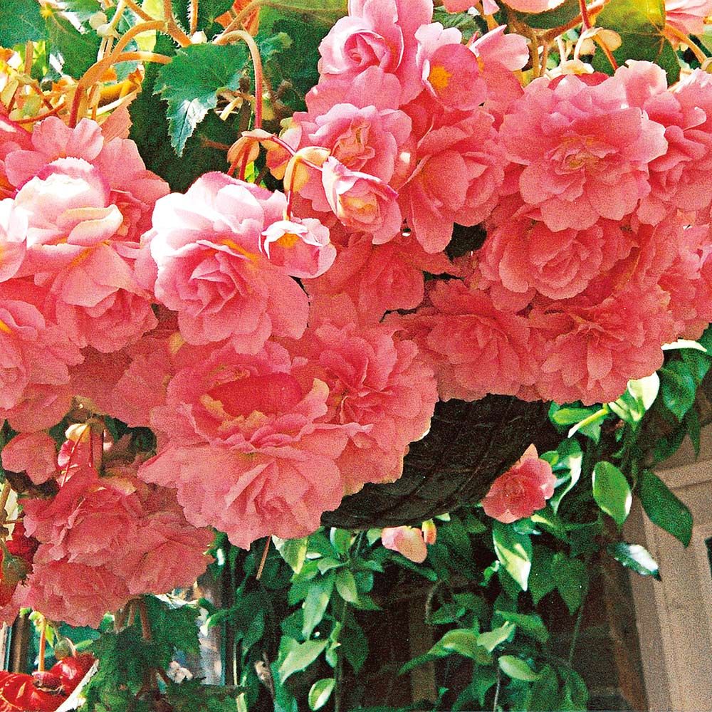 Begonia 'Lou Anne' Blackmore & Langdon Trailing Variety | White Flower Farm