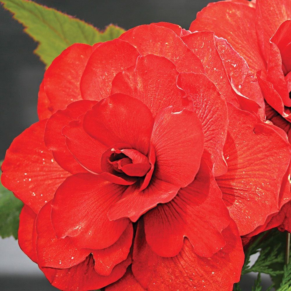 Begonia 'Moulin Rouge' Blackmore & Langdon | White Flower Farm
