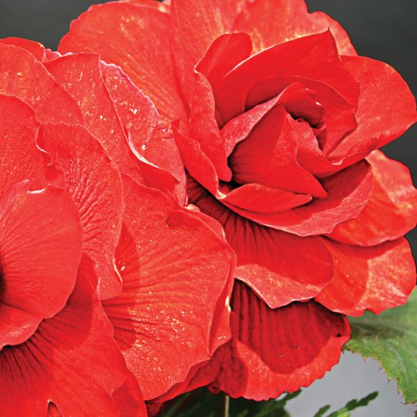 Begonia 'Moulin Rouge' Blackmore & Langdon | White Flower Farm