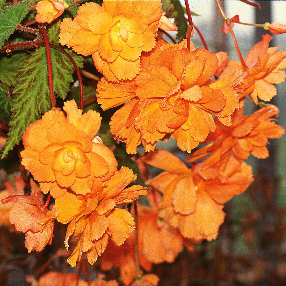 Begonia 'Orange Cascade' Blackmore & Langdon Trailing Variety | White ...