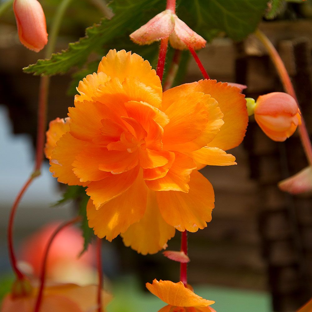 Begonia 'Orange Cascade' Blackmore & Langdon Trailing Variety | White ...