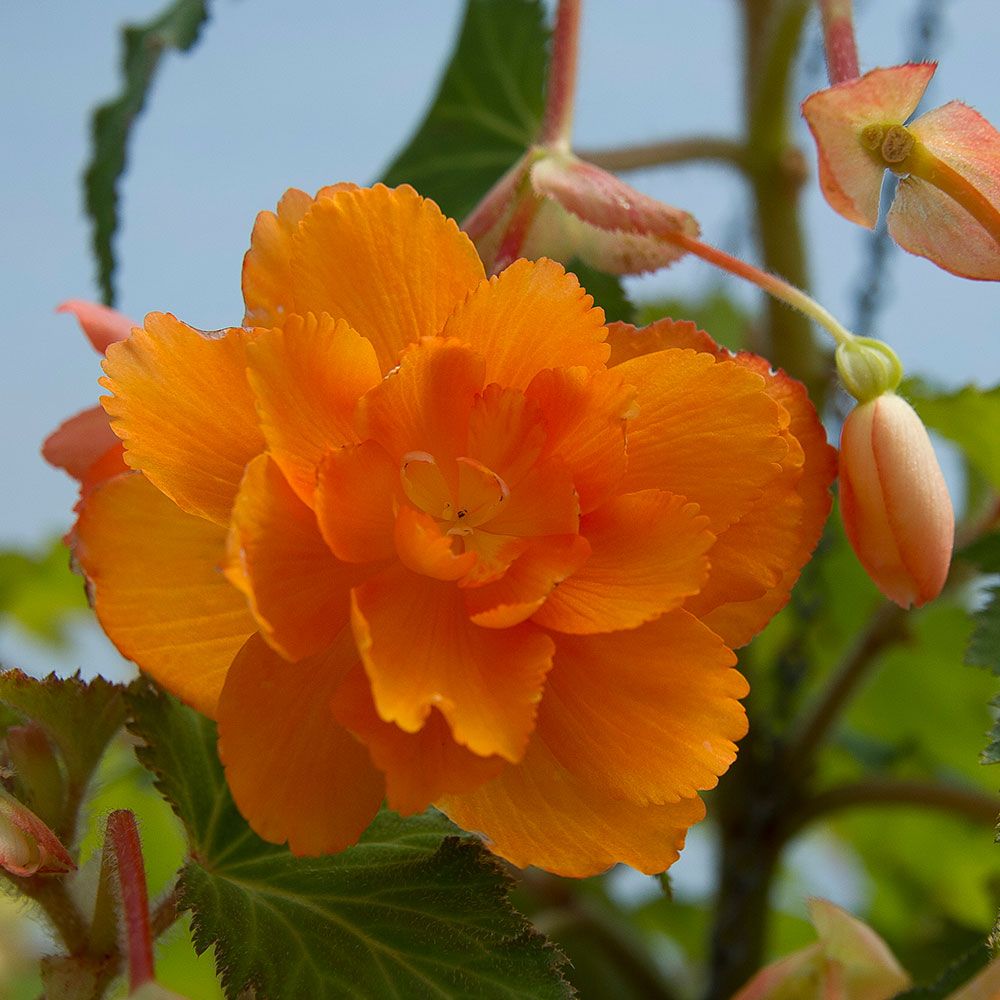 Begonia 'Orange Cascade' Blackmore & Langdon Trailing Variety | White ...