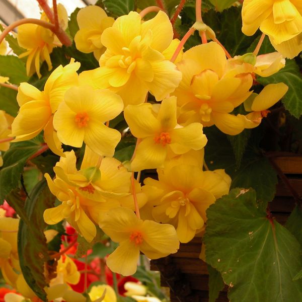 Begonia 'Gold Cascade' Blackmore & Langdon Trailing Variety | White ...