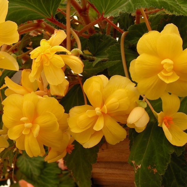 Begonia 'Gold Cascade' Blackmore & Langdon Trailing Variety | White ...