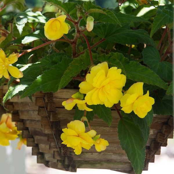 Begonia 'Gold Cascade' Blackmore & Langdon Trailing Variety | White ...