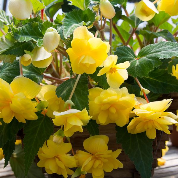 Begonia 'Gold Cascade' Blackmore & Langdon Trailing Variety | White ...