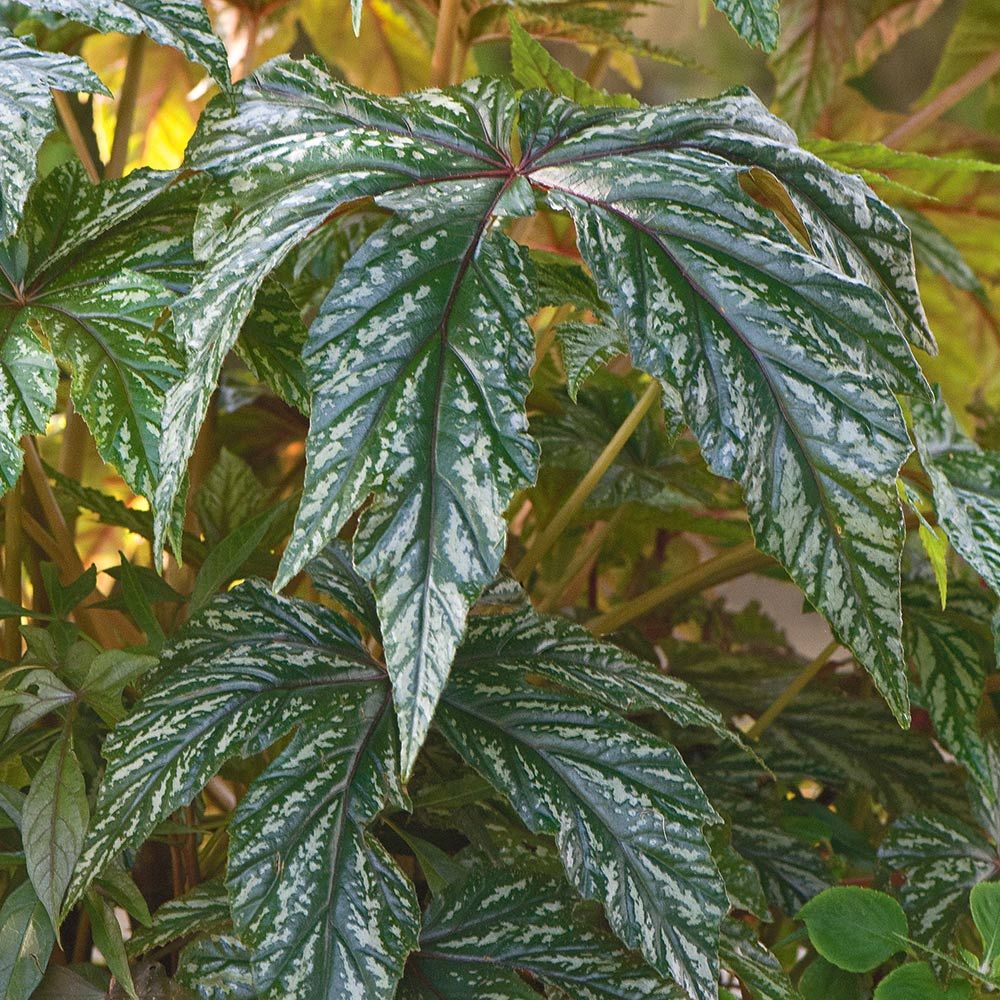 Begonia 'Gryphon' | White Flower Farm