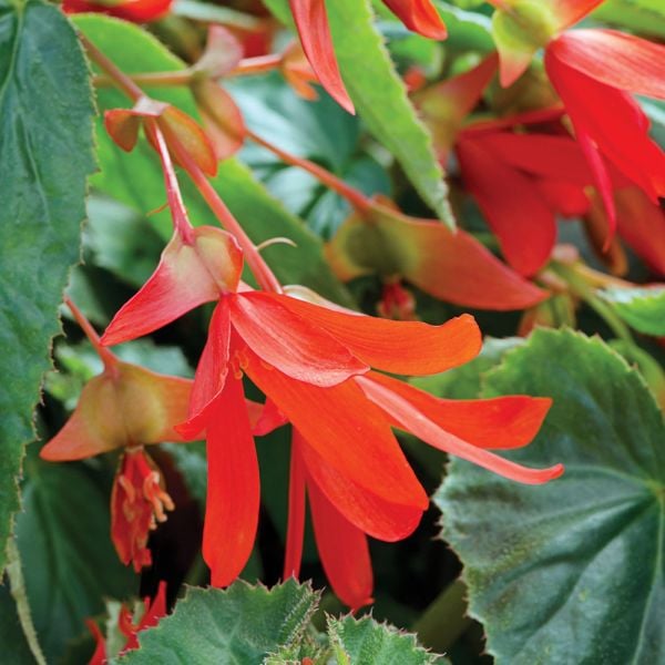 Begonia boliviensis Santa Cruz® Sunset | White Flower Farm