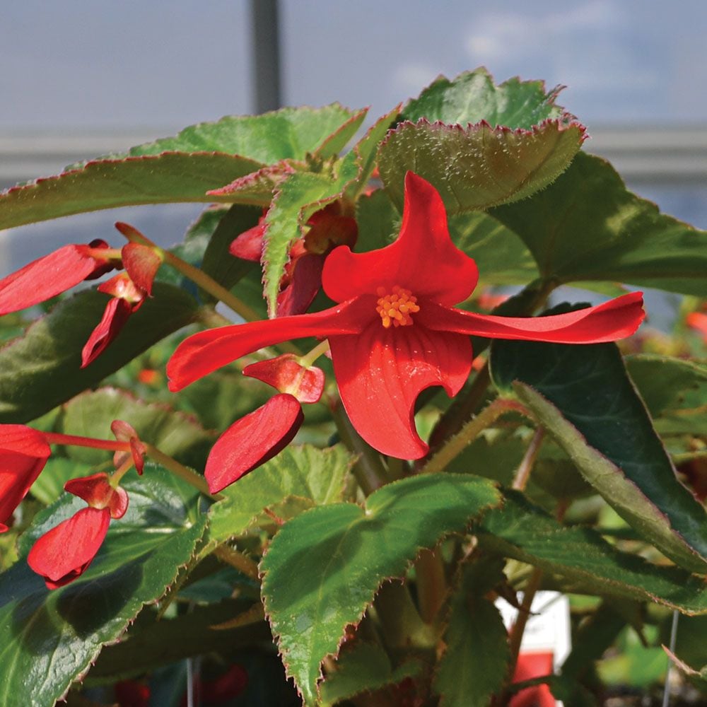 Begonia boliviensis Mistral™ Red | White Flower Farm