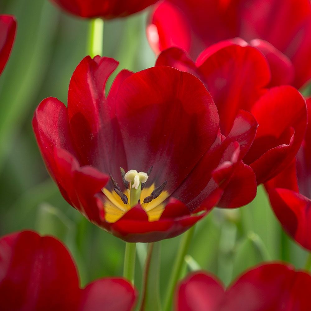 Tulip 'National Velvet' | White Flower Farm